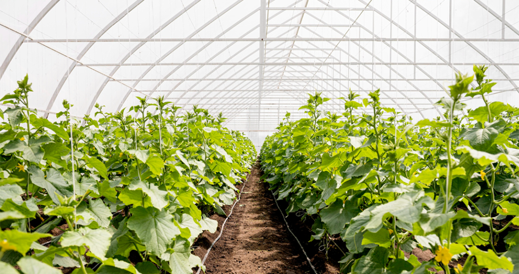 Greenhouse Humidifier - Best value Greenhouse Humidifier